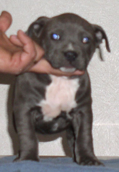PIP: Pits In Paradise :: 'PR' Strand Daddy's Lil Blue Banger - AKA ...