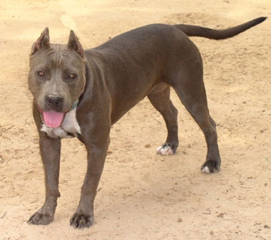 PIP: Pits In Paradise :: 'PR' Strand Daddy's Lil Blue Banger - AKA ...