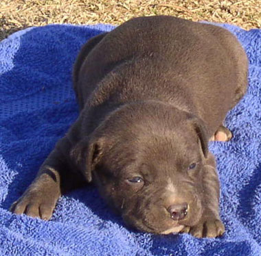 PIP: Pits In Paradise :: 'PR' Strand Daddy's Lil Blue Banger - AKA ...