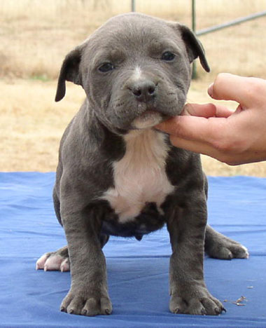 PIP: Pits In Paradise :: 'PR' Strand Daddy's Lil Blue Banger - AKA ...